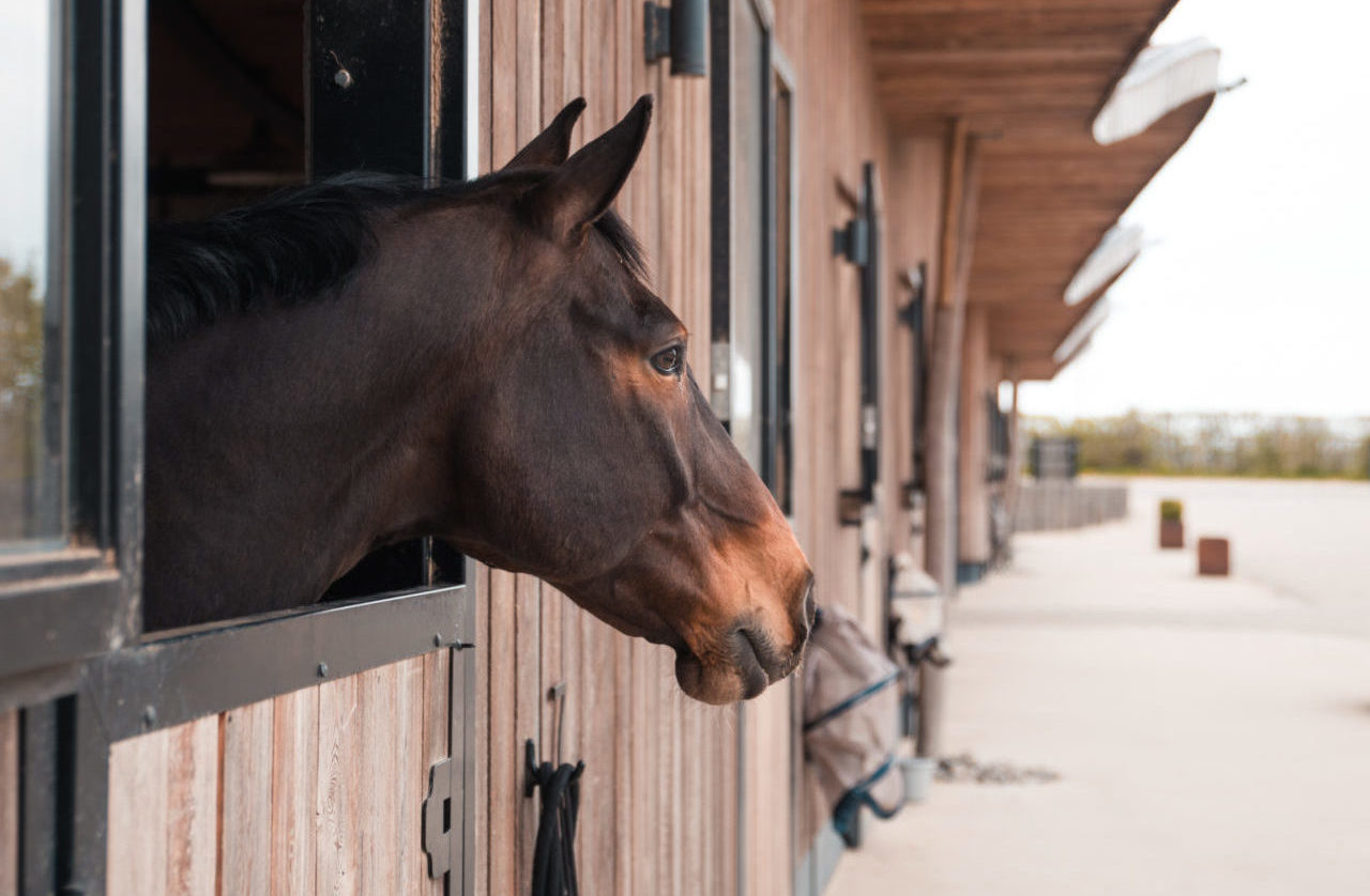 Aquila Farm - Horses, people & nature