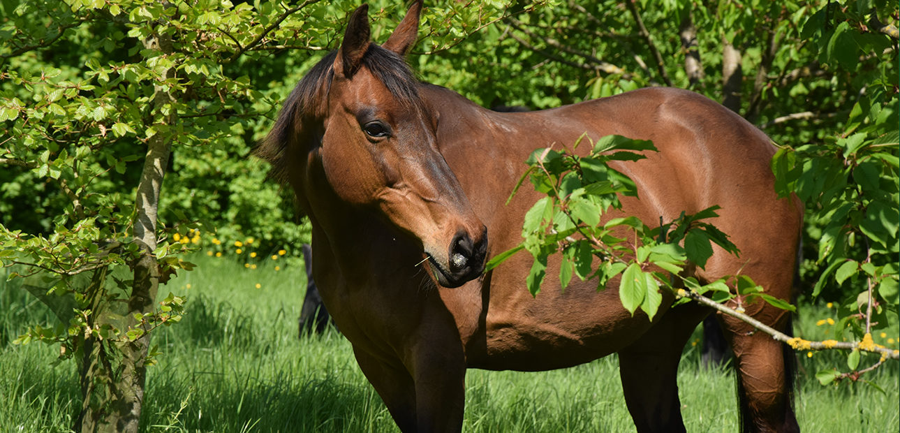 Prochains Évènements – Aquila Farm