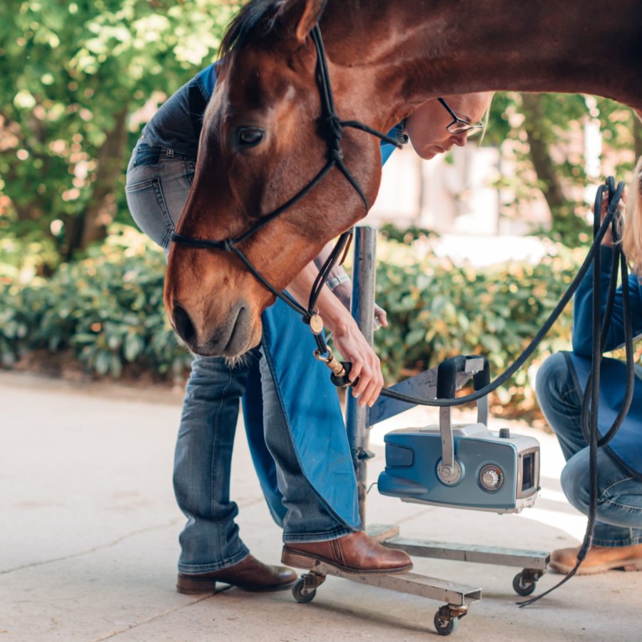 Discover our services • Horse Recovery - Aquila Farm